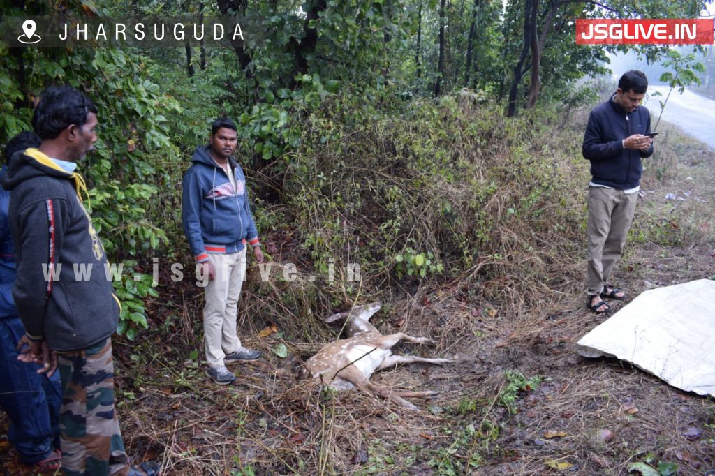Male Deer dies after being hit by an unknown vehicle near Katikela ...